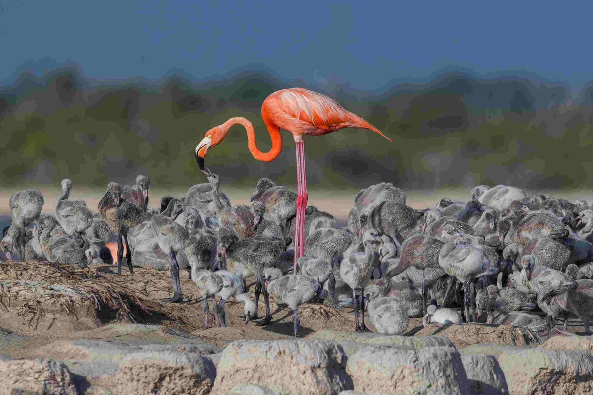 15 animales de color rosa: curiosidades de la naturaleza – SAL ROCHE